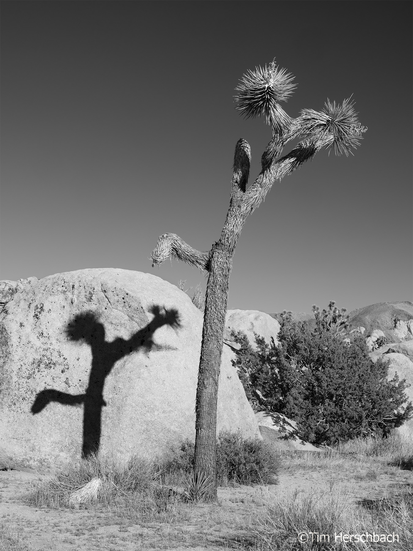 Silly Tree | Joshua Tree National Park, California | Tim Herschbach ...